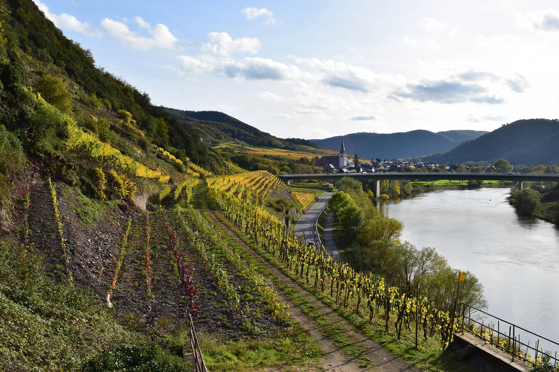Types of Wines and Vineyards