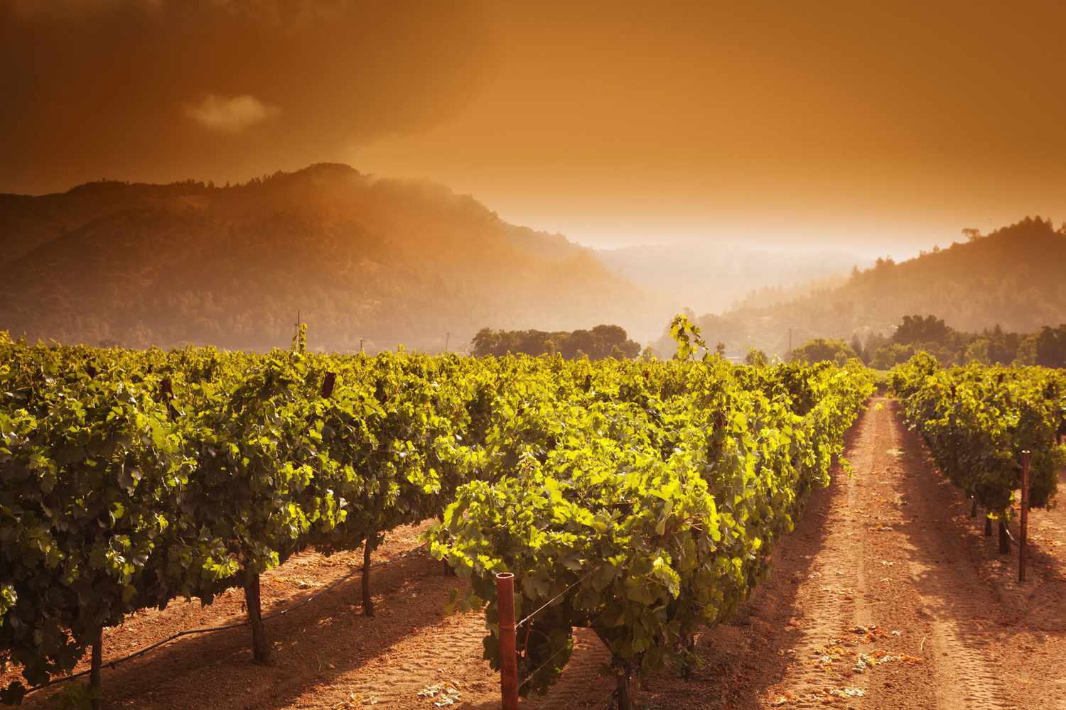 Types of Wines and Vineyards
